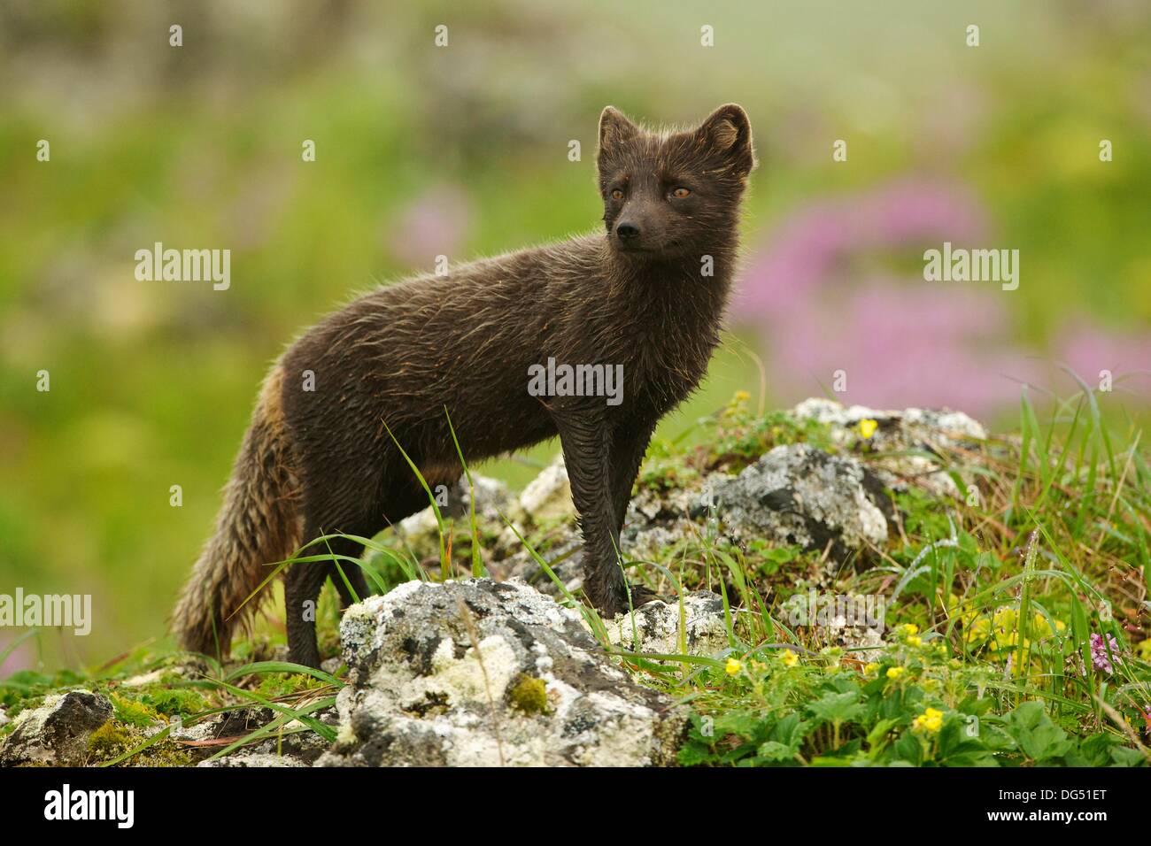 Arctic fox in summer coat hi-res stock photography and images - Alamy