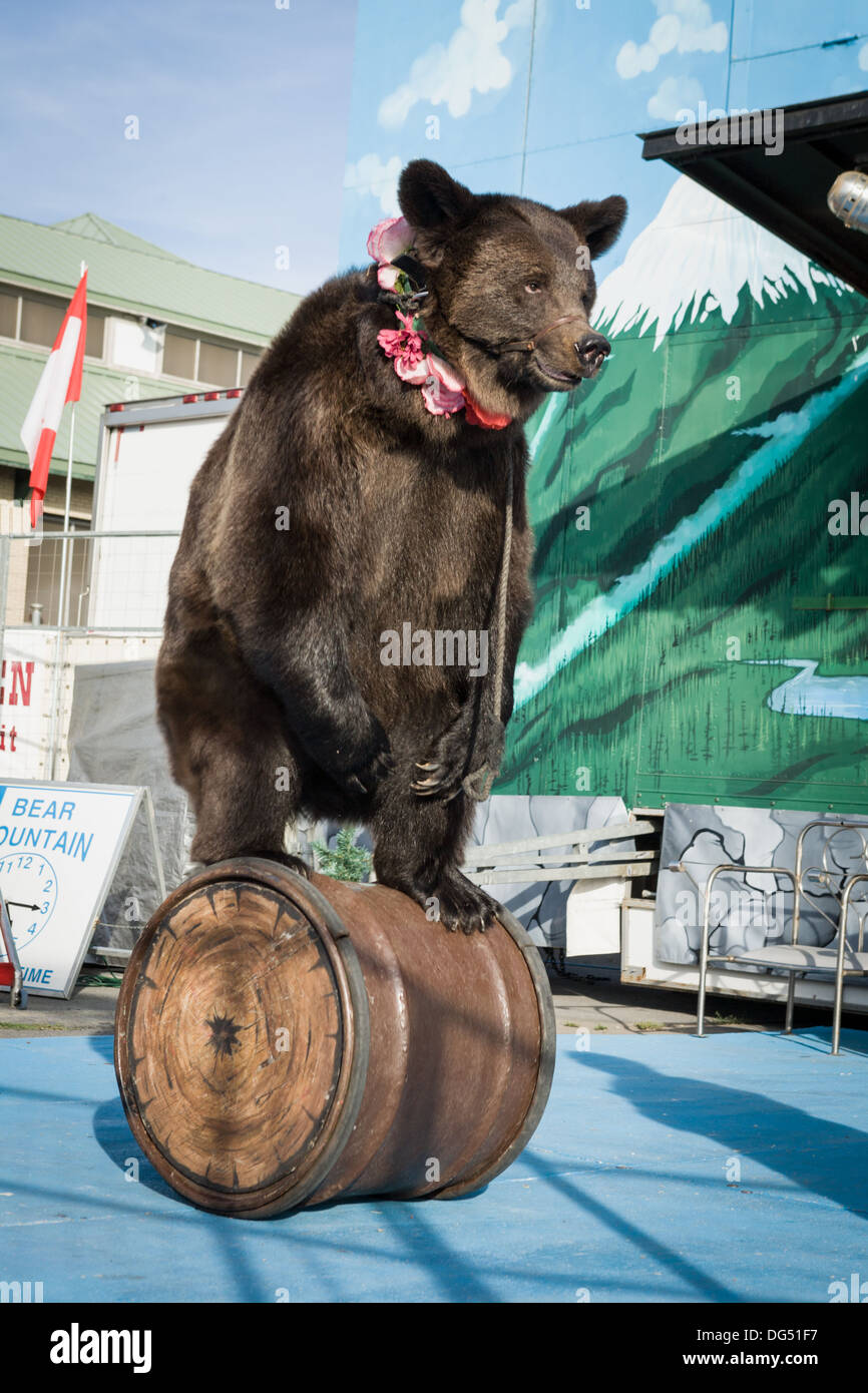 Trained bear act, Great New York State Fair, Syracuse Stock Photo - Alamy