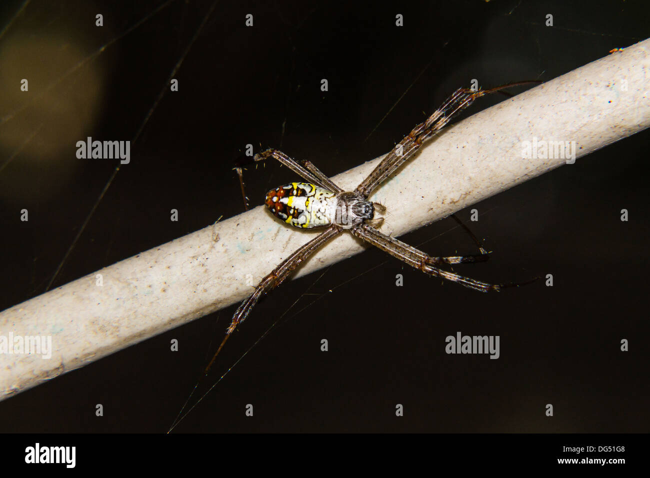 Spider exoskeleton hi-res stock photography and images - Alamy
