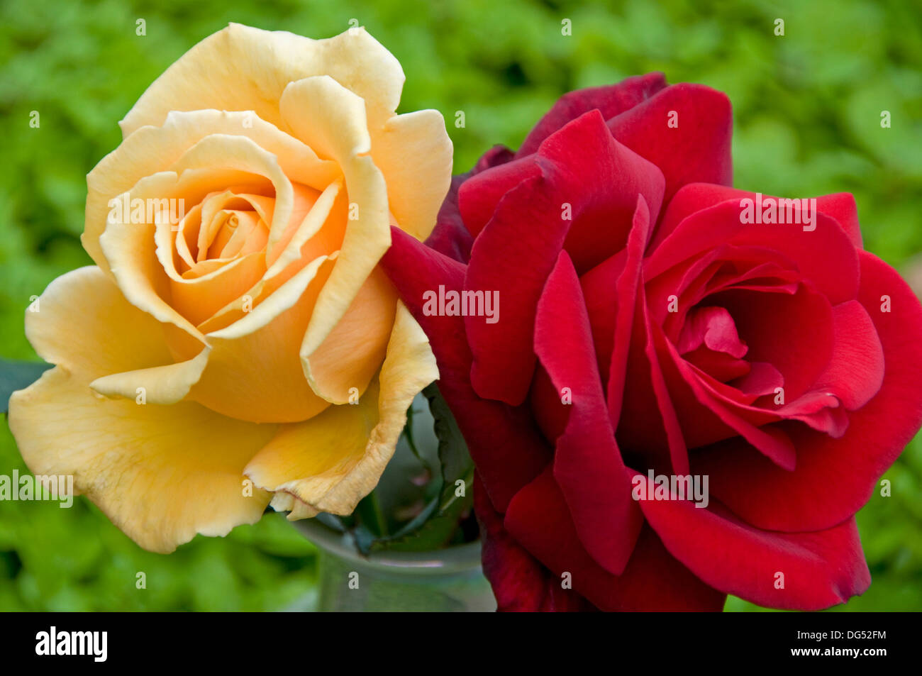 Attractive display of roses Stock Photo - Alamy