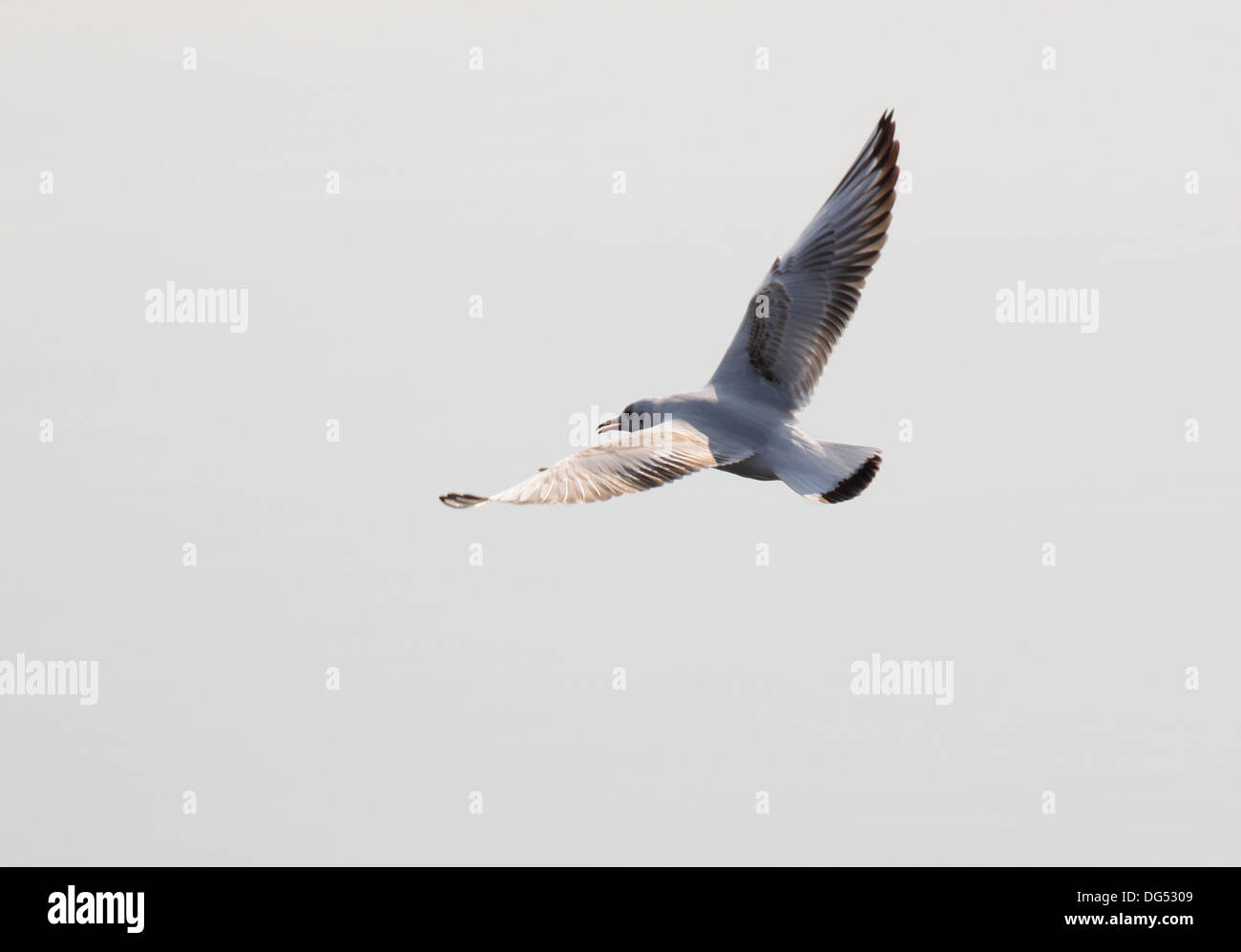 Common Gul in a flight Stock Photo - Alamy