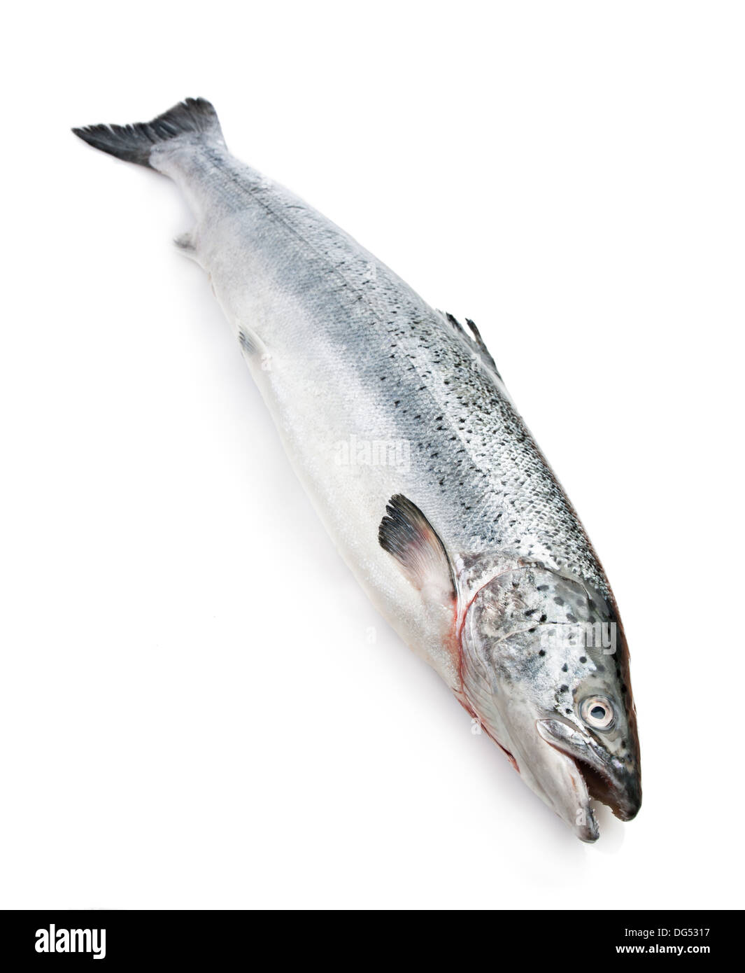 Salmon whole fish hi-res stock photography and images - Alamy
