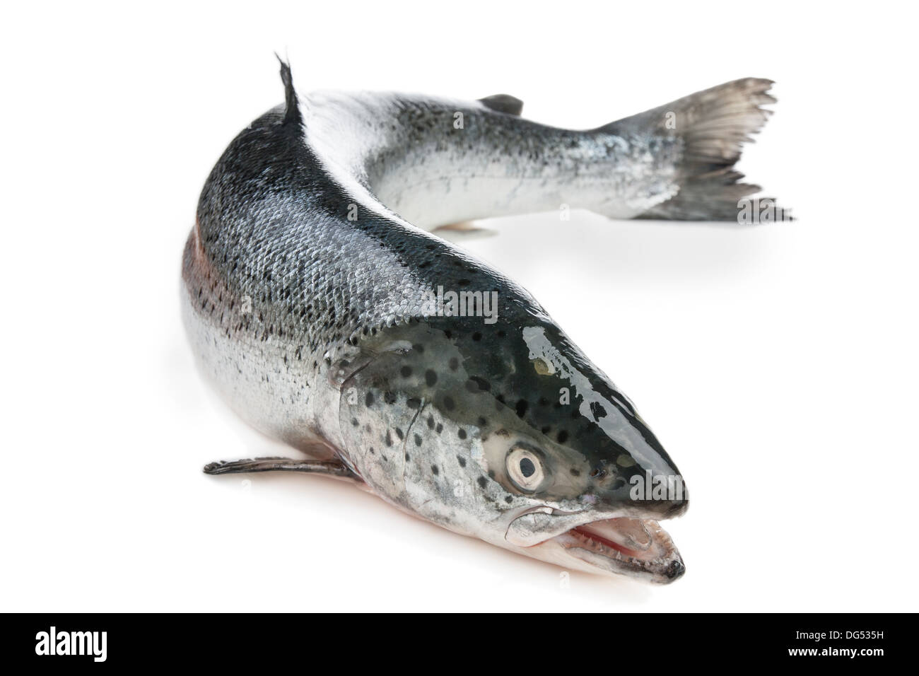Whole salmon isolated on white Stock Photo - Alamy