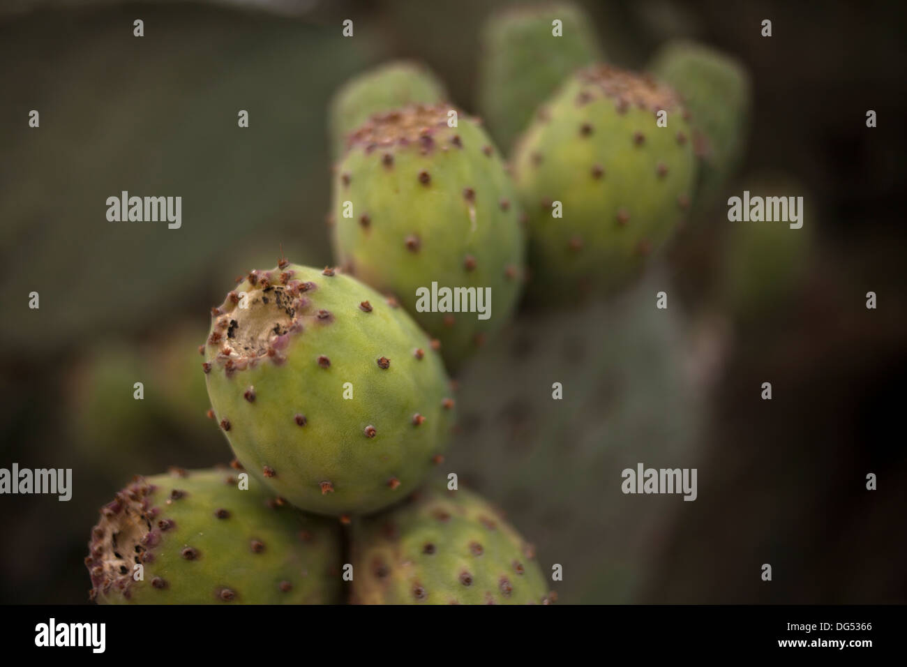 Xoconostle fruit grows on cactus in Tula, Mexico, Thursday, July 4 ...