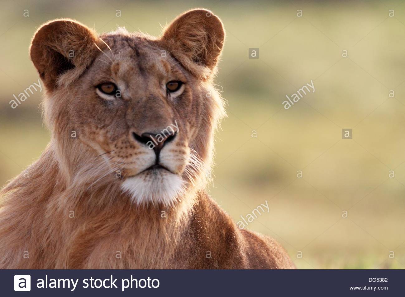 Father Son Lion Male Lion Stock Photos & Father Son Lion Male Lion ...