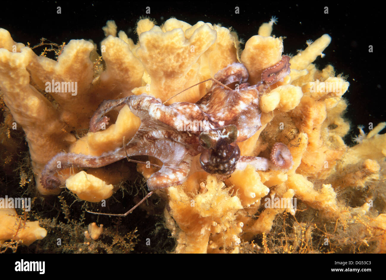Caribbean reef octopus octopus briareus hi-res stock photography and ...