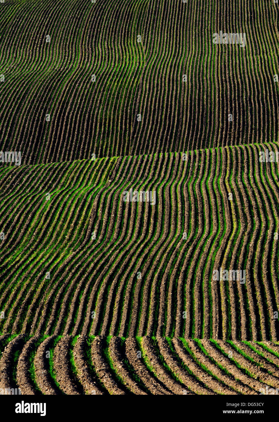 Rows or furrows for green healthy crops growing in agricultural field ...