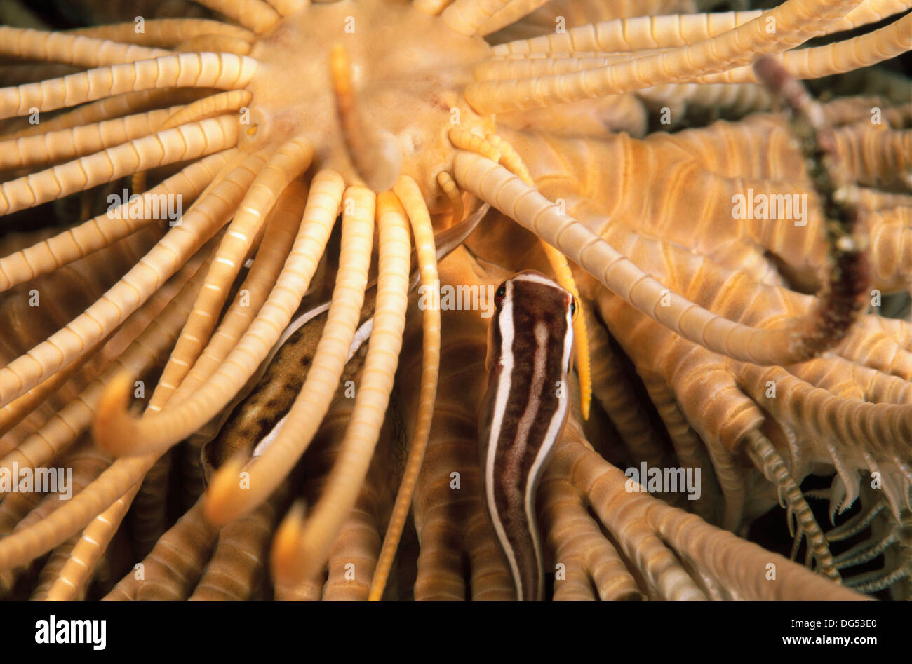 Discotrema crinophila hi-res stock photography and images - Alamy
