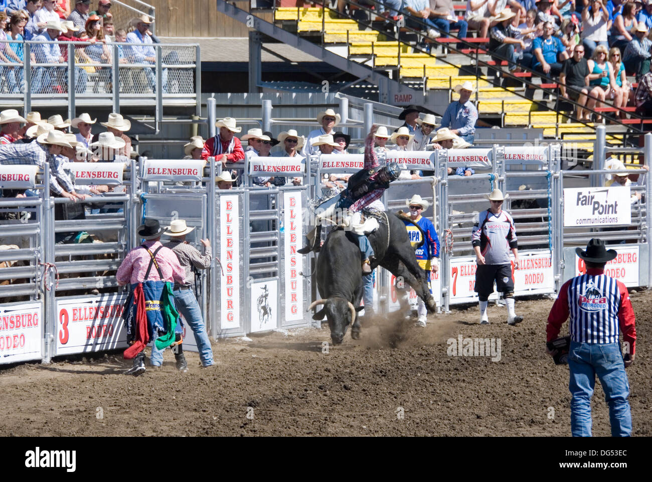Bull riding cowboy on bucking raging bull by the chute gates, watched ...