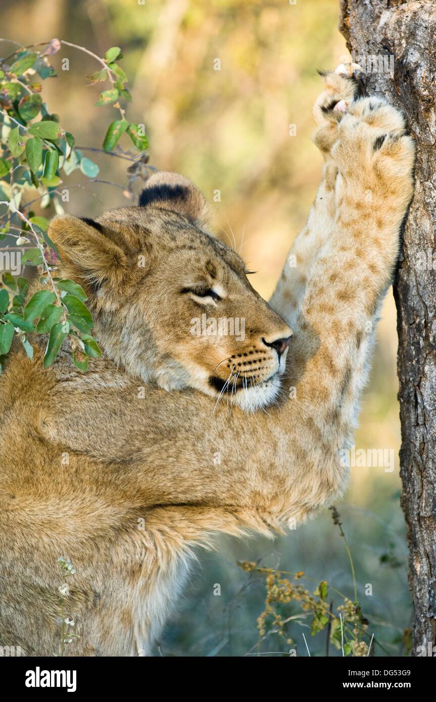 Lion sharpening claws tree hi-res stock photography and images - Alamy