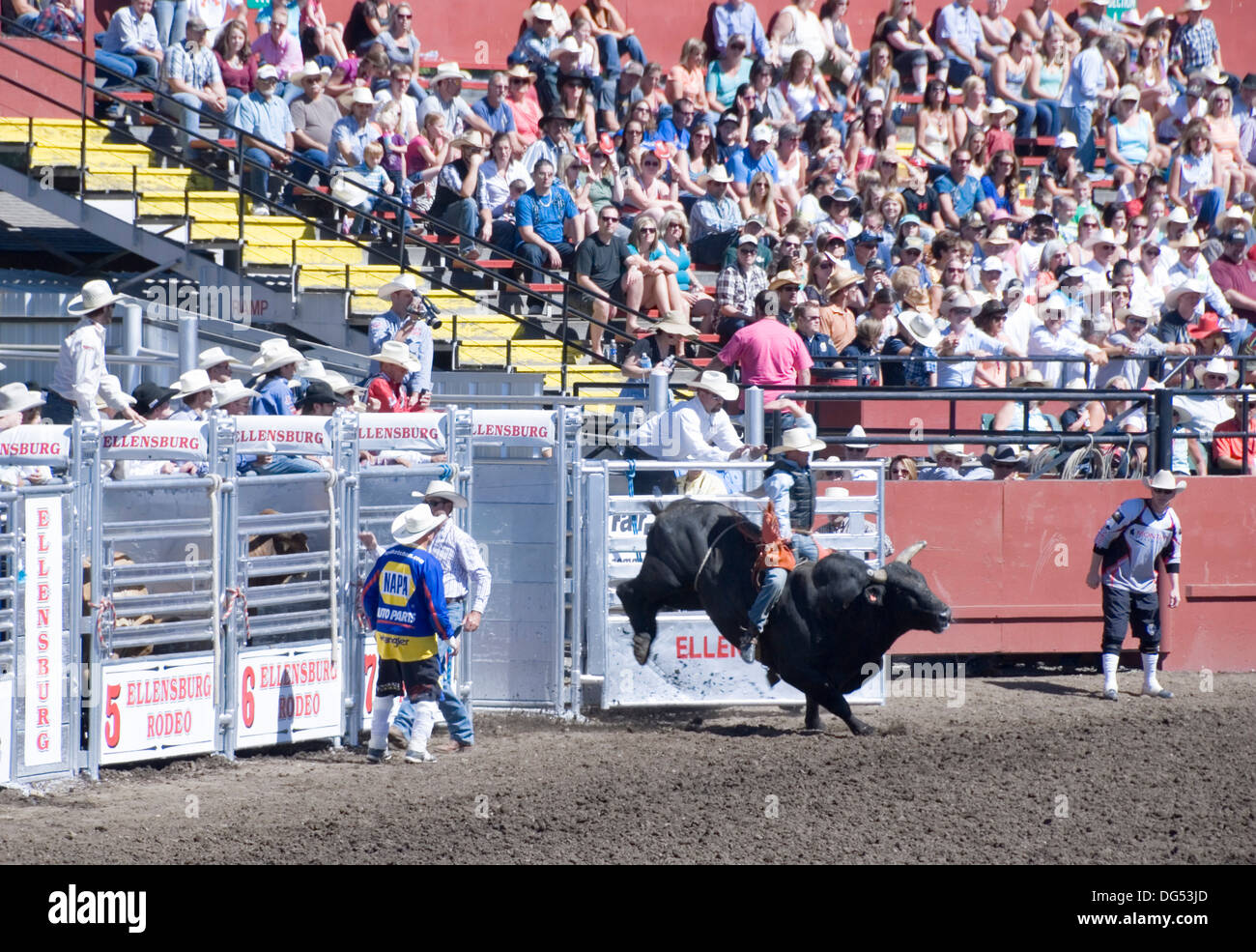 Bull riding cowboy on bucking raging bull by the chute gates, watched ...