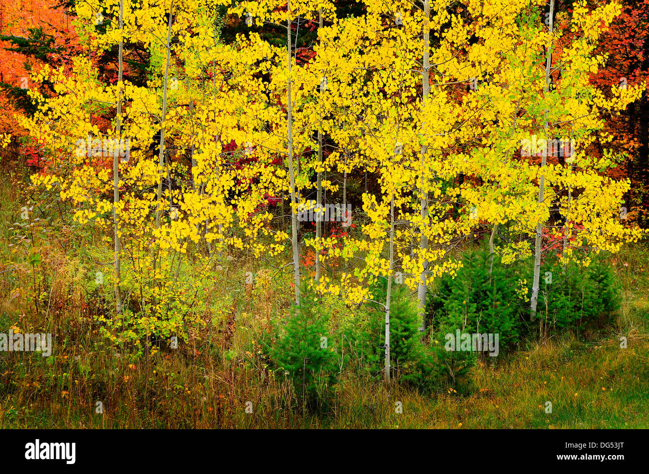 Birch maple pine and oak trees hi-res stock photography and images - Alamy