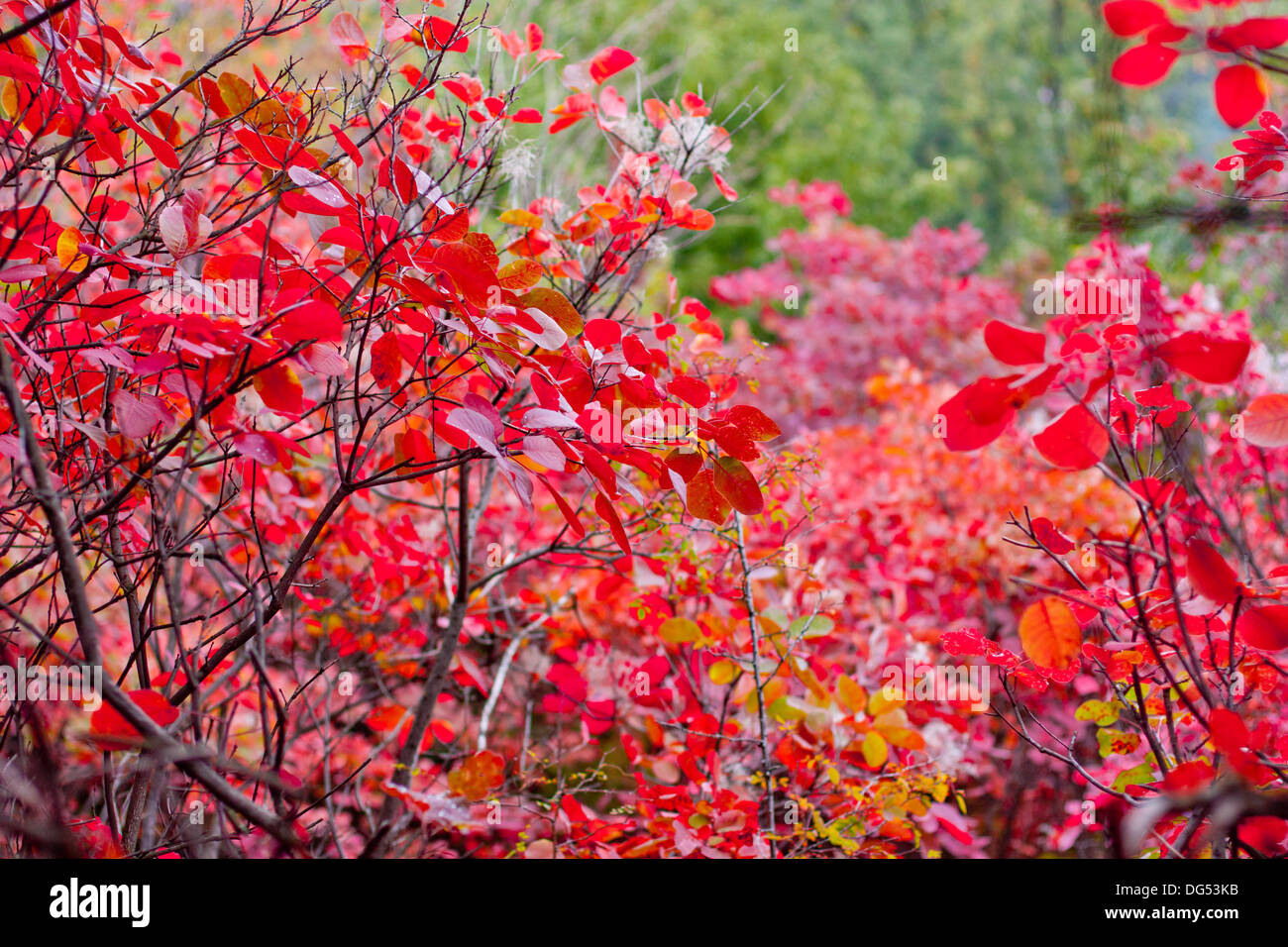 Autumn landscape with beautiful colored trees Stock Photo - Alamy