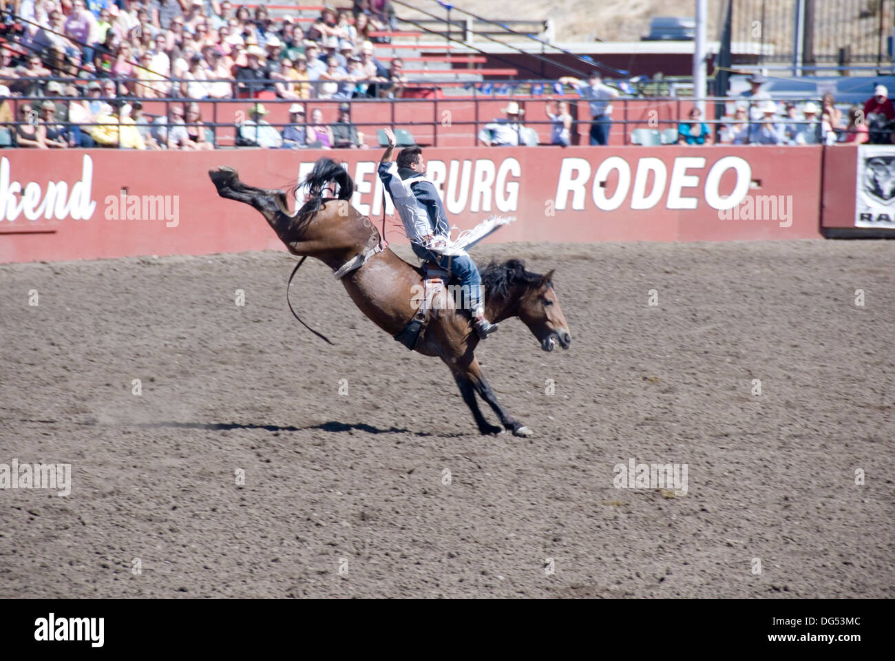 Bareback riding cowboy on a bucking bronco horse before crowd at the ...