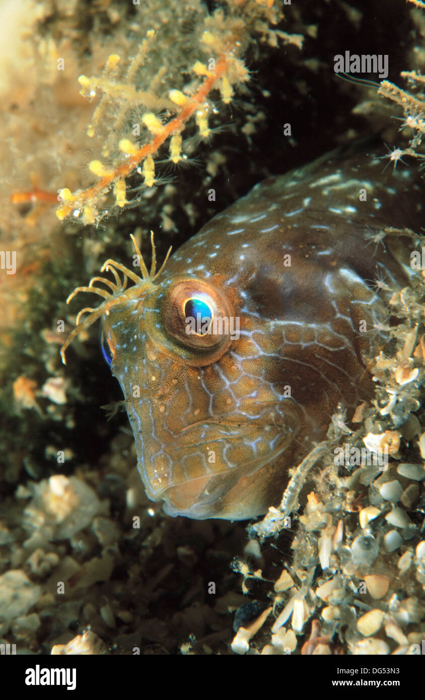 Seaweed Blenny (Parablennius marmoreus). Florida. USA Stock Photo - Alamy