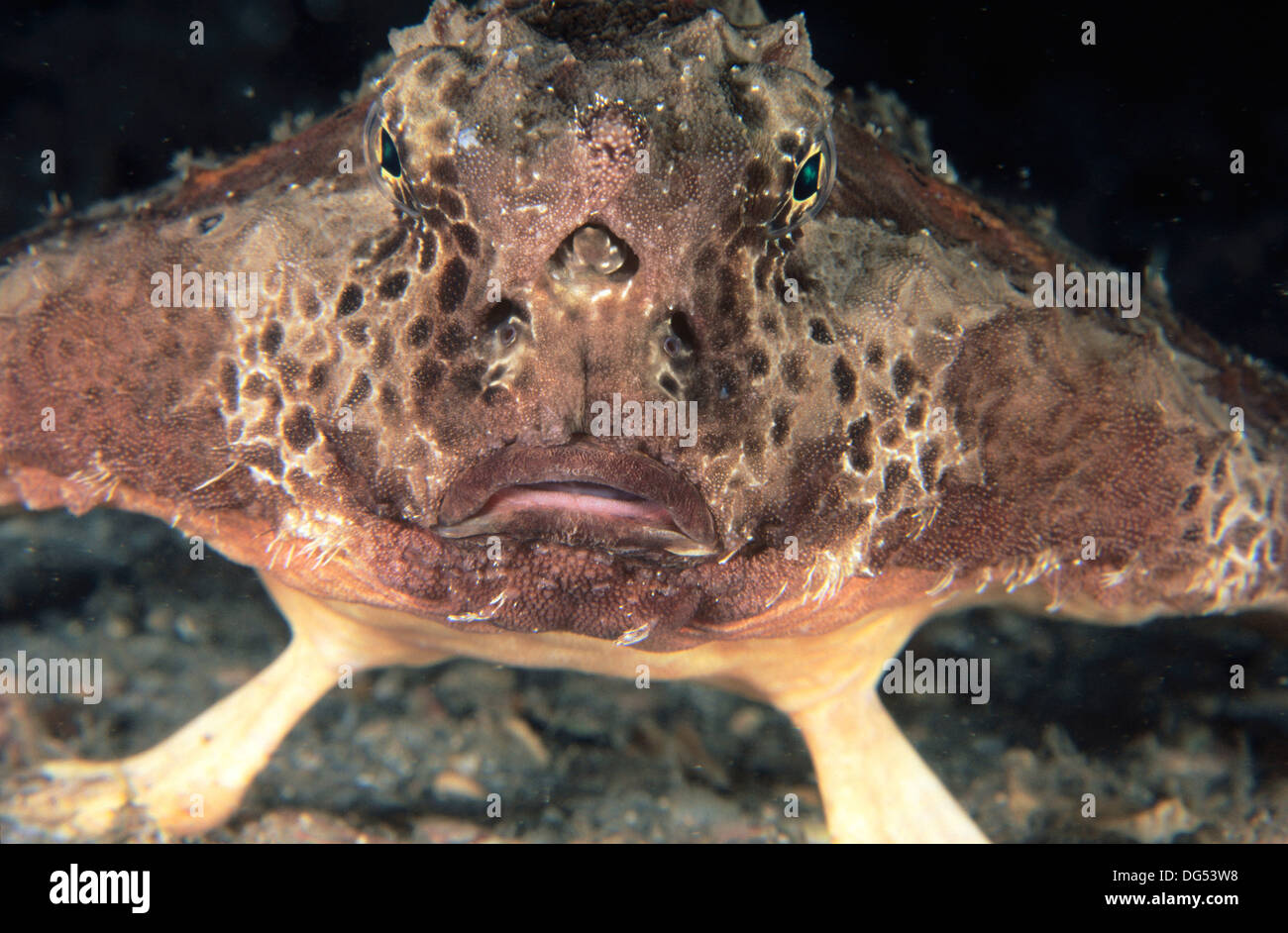 Walking Batfish Florida