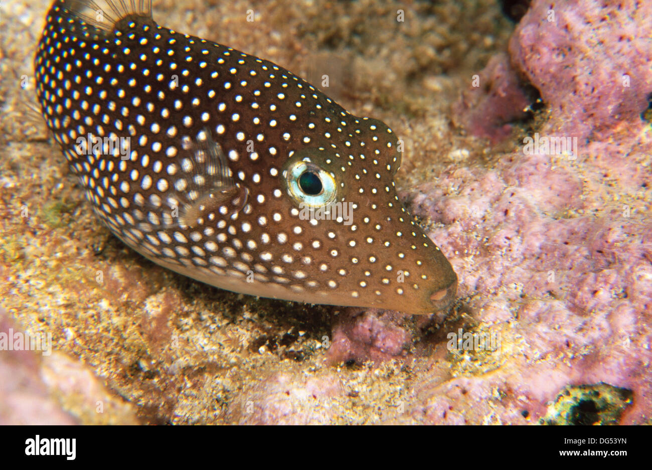 Cocos sp hi-res stock photography and images - Alamy