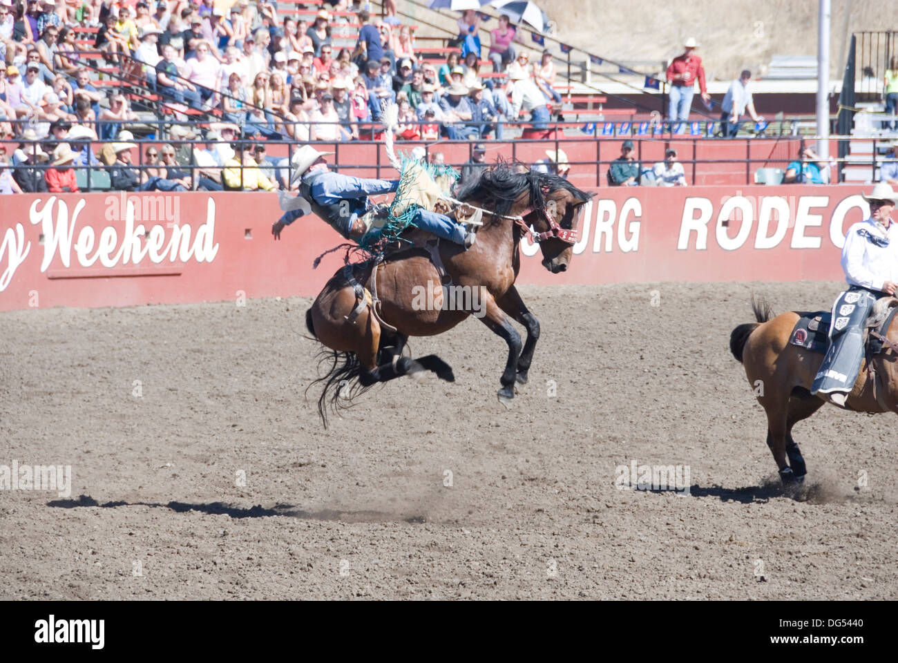 Saddle bronc riding contestant on bucking bronco horse at the ...