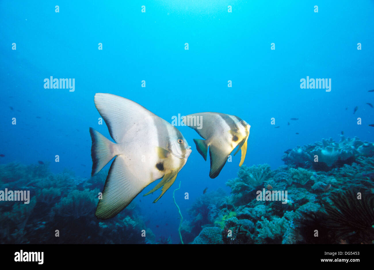Dusky batfish platax pinnatus hi-res stock photography and images - Alamy