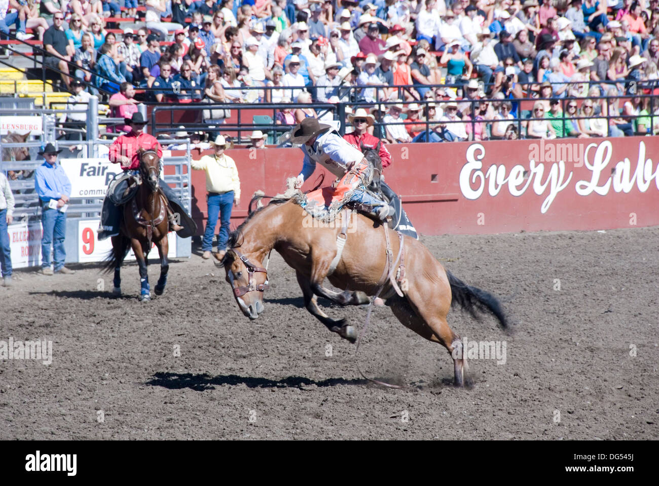 Saddle bronc riding contestant on bucking bronco horse at the ...
