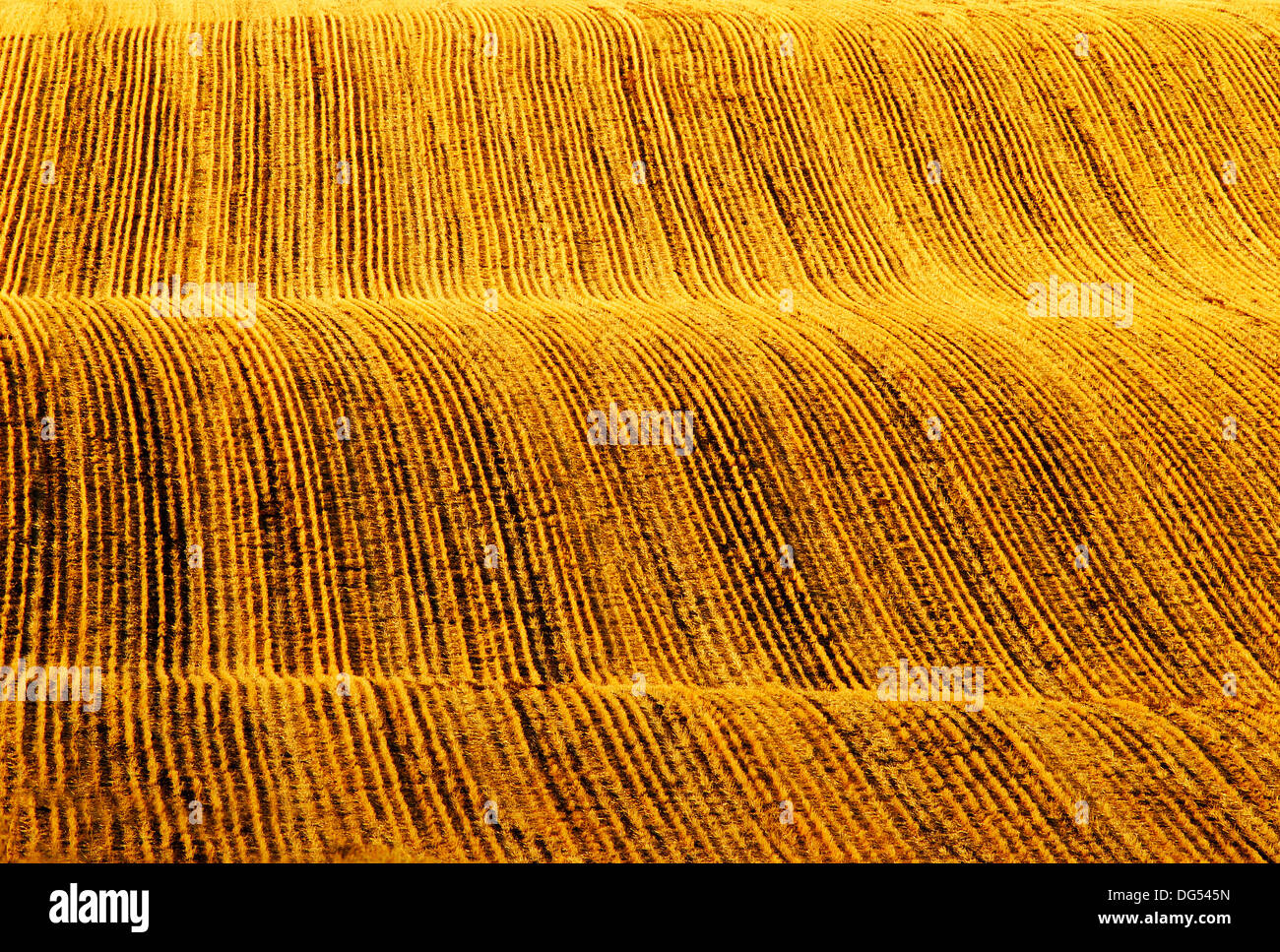 Rows of furrows for crops growing in agricultural field Stock Photo - Alamy