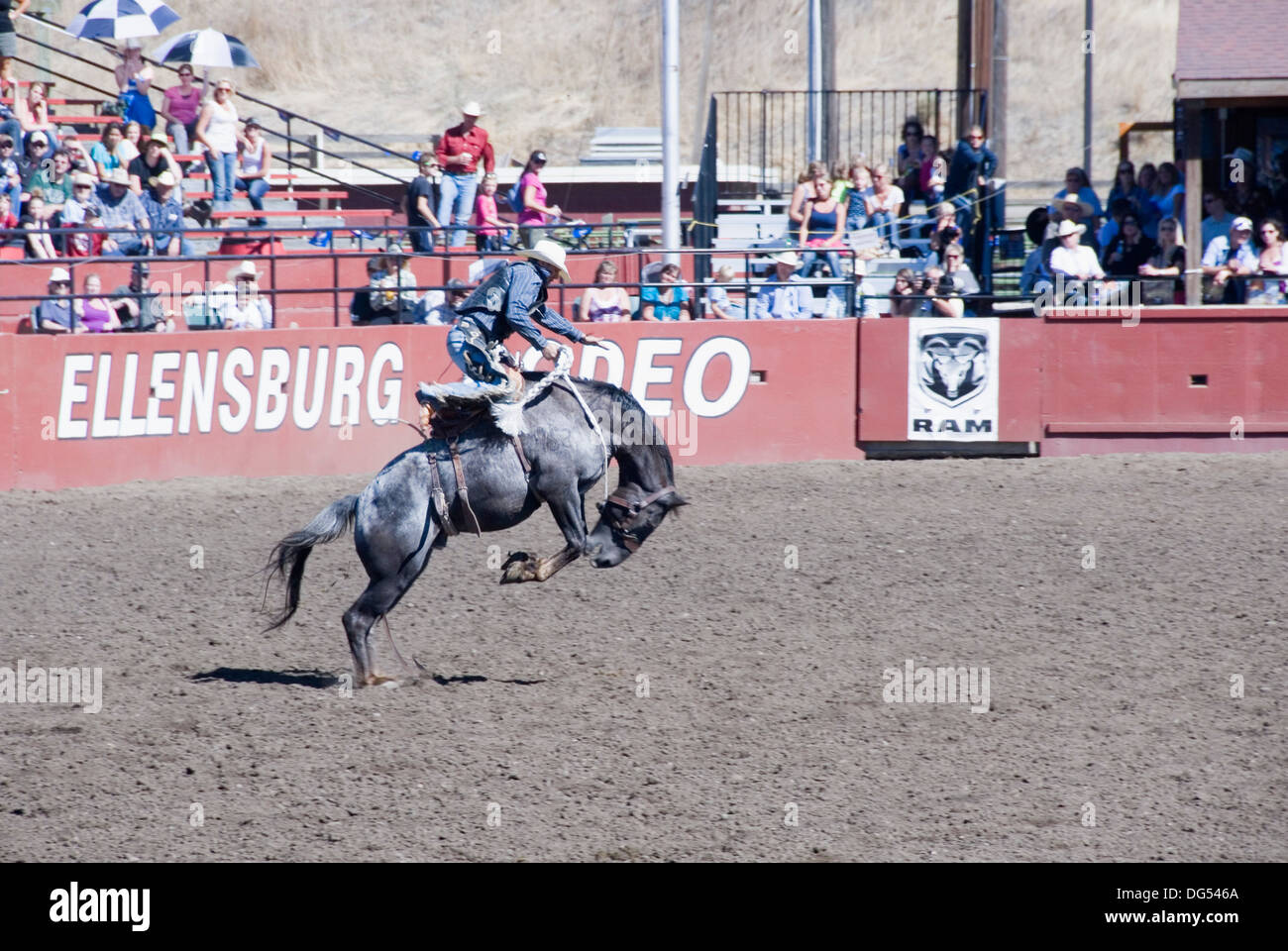 Saddle bronc riding hi-res stock photography and images - Alamy