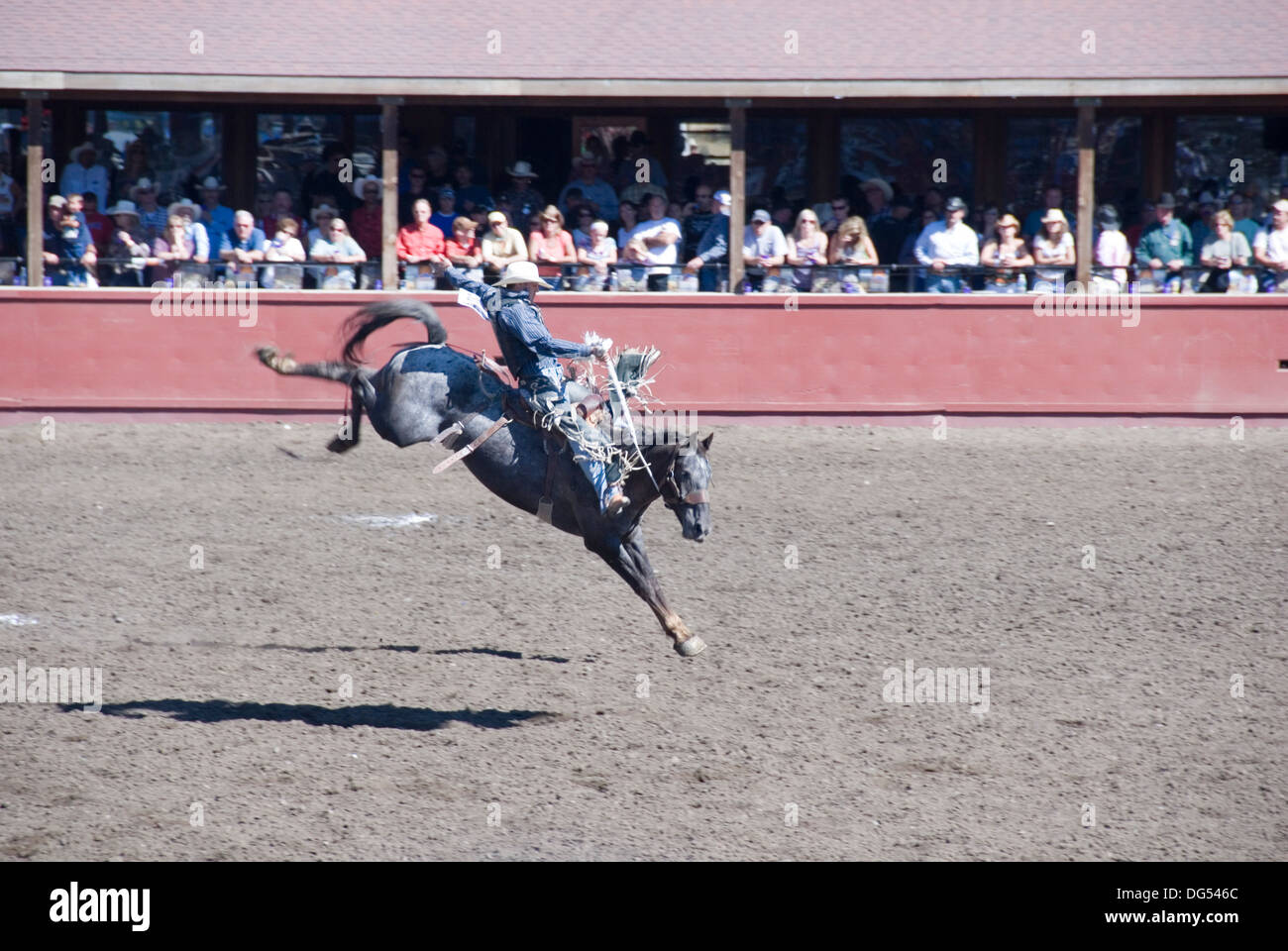 Saddle bronc riding contestant on bucking bronco horse at the ...