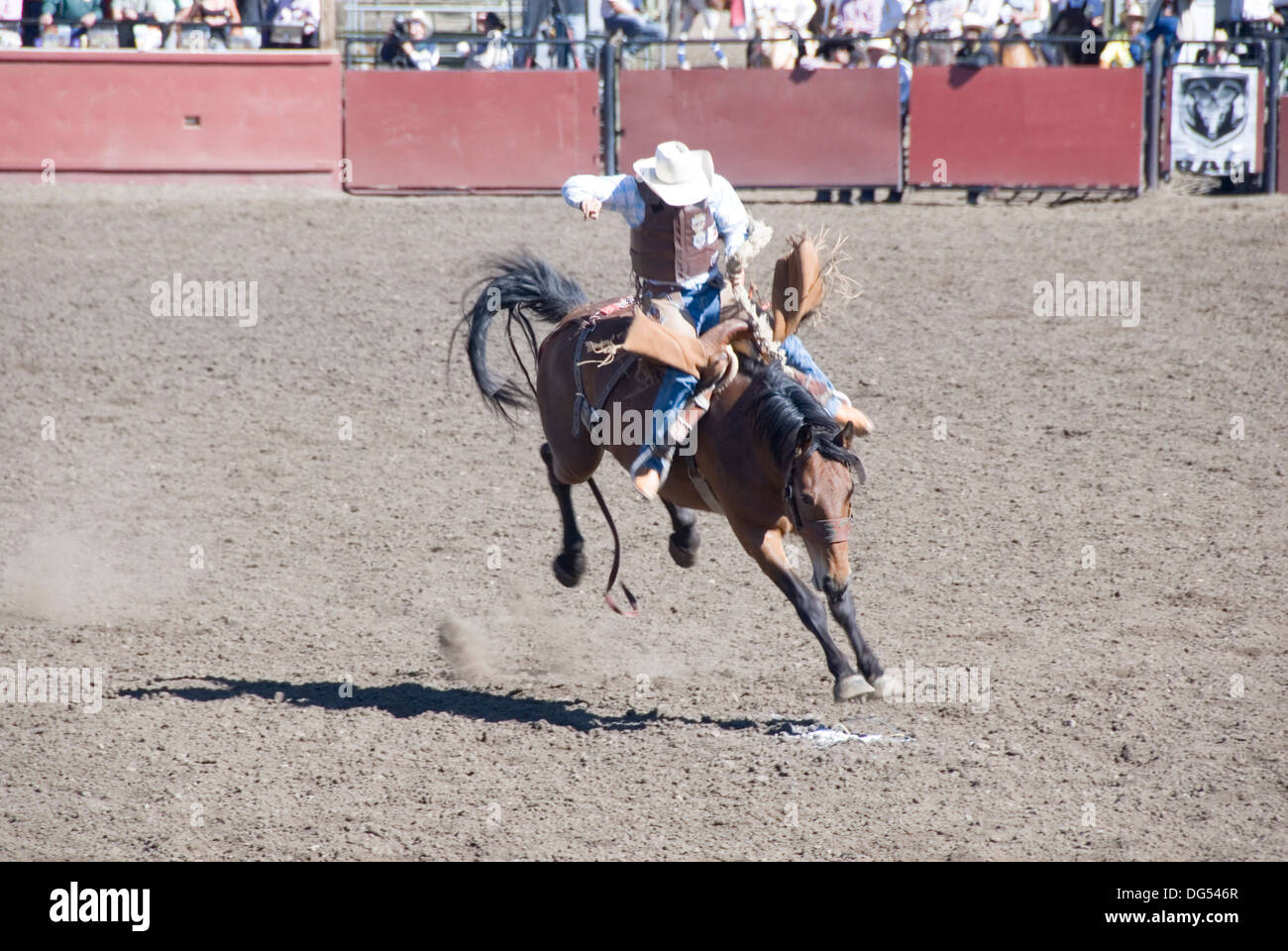 Saddle bronc riding contestant on bucking bronco horse at the ...