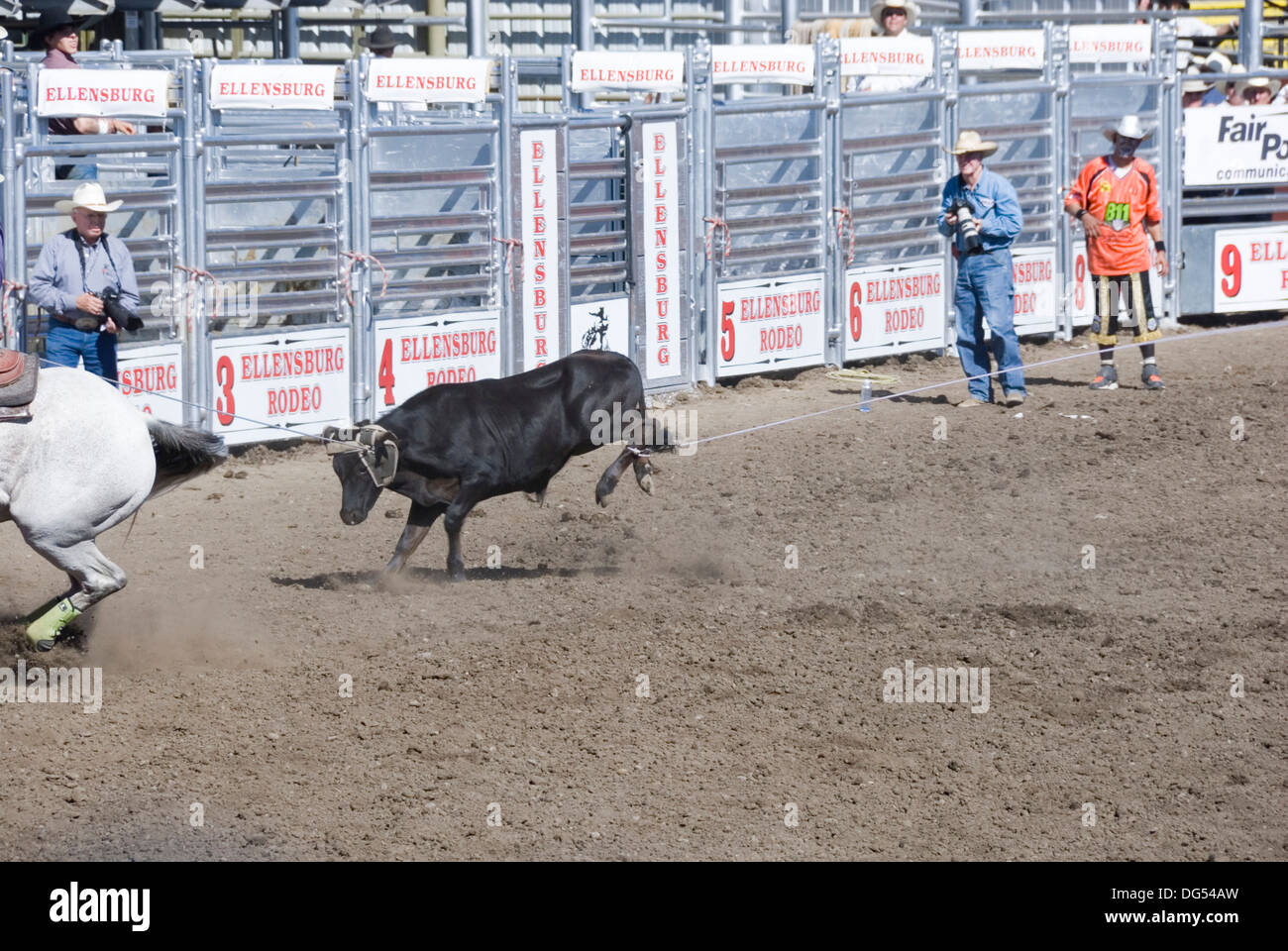 Captured calf roped by the horns and back legs by two cowboys on ...