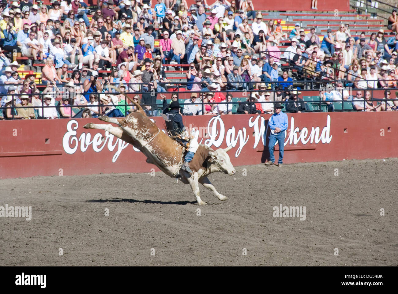 Bull riding cowboy on bucking raging bull, Ellensburg Rodeo, Labor Day ...