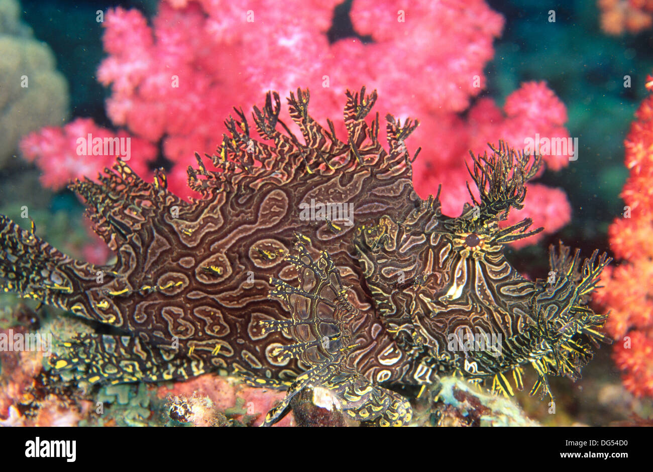 Rhinopias Aphanes High Resolution Stock Photography and Images - Alamy