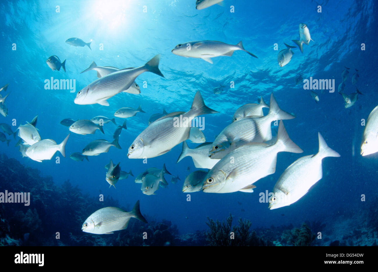 Kyphosus sectatrix hi-res stock photography and images - Alamy