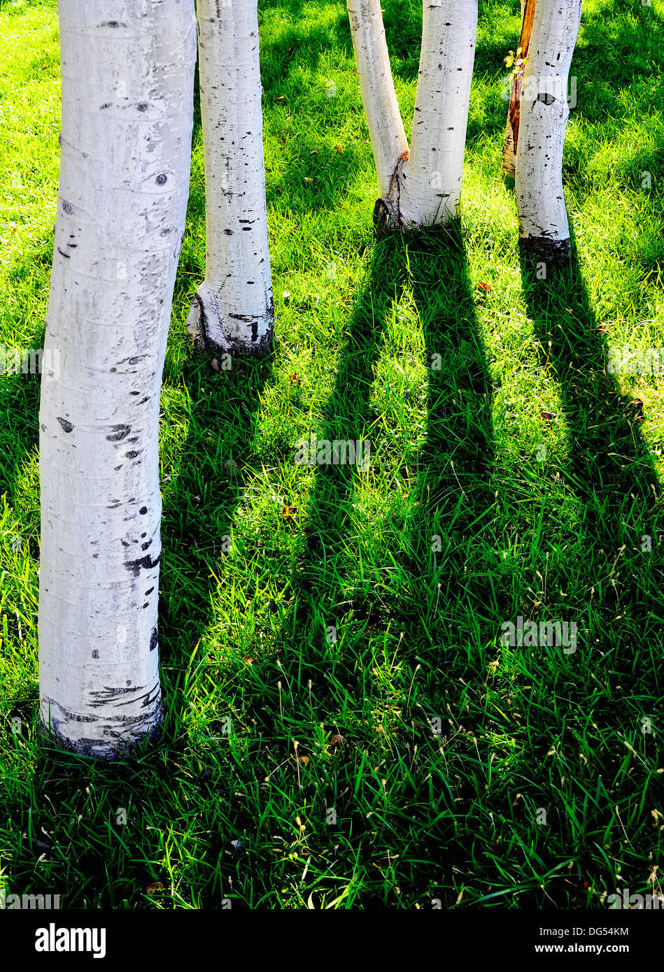 Aspen tree trunks hi-res stock photography and images - Alamy