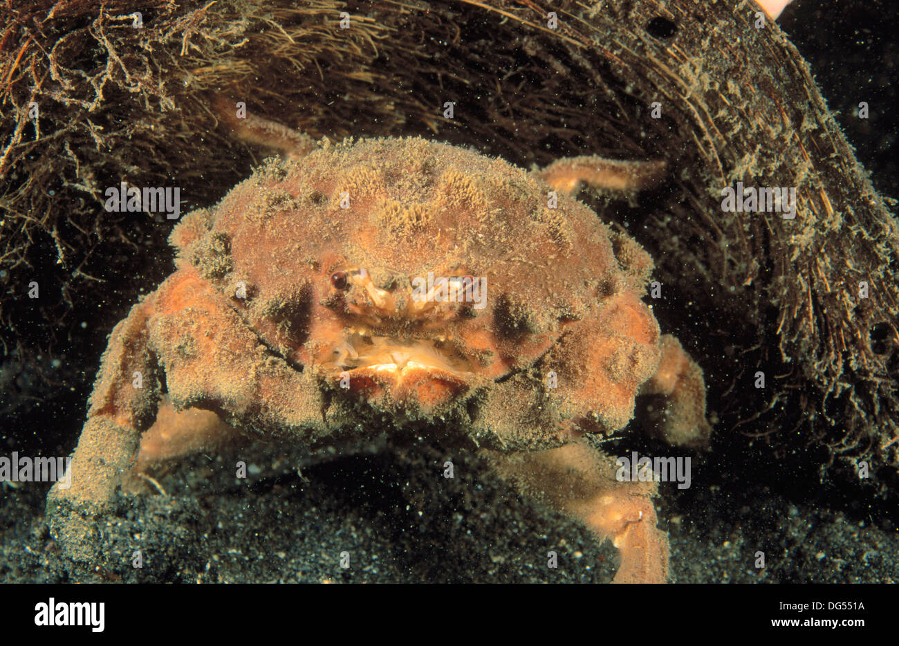 Box crab (Calappa sp.). Indonesia Stock Photo - Alamy