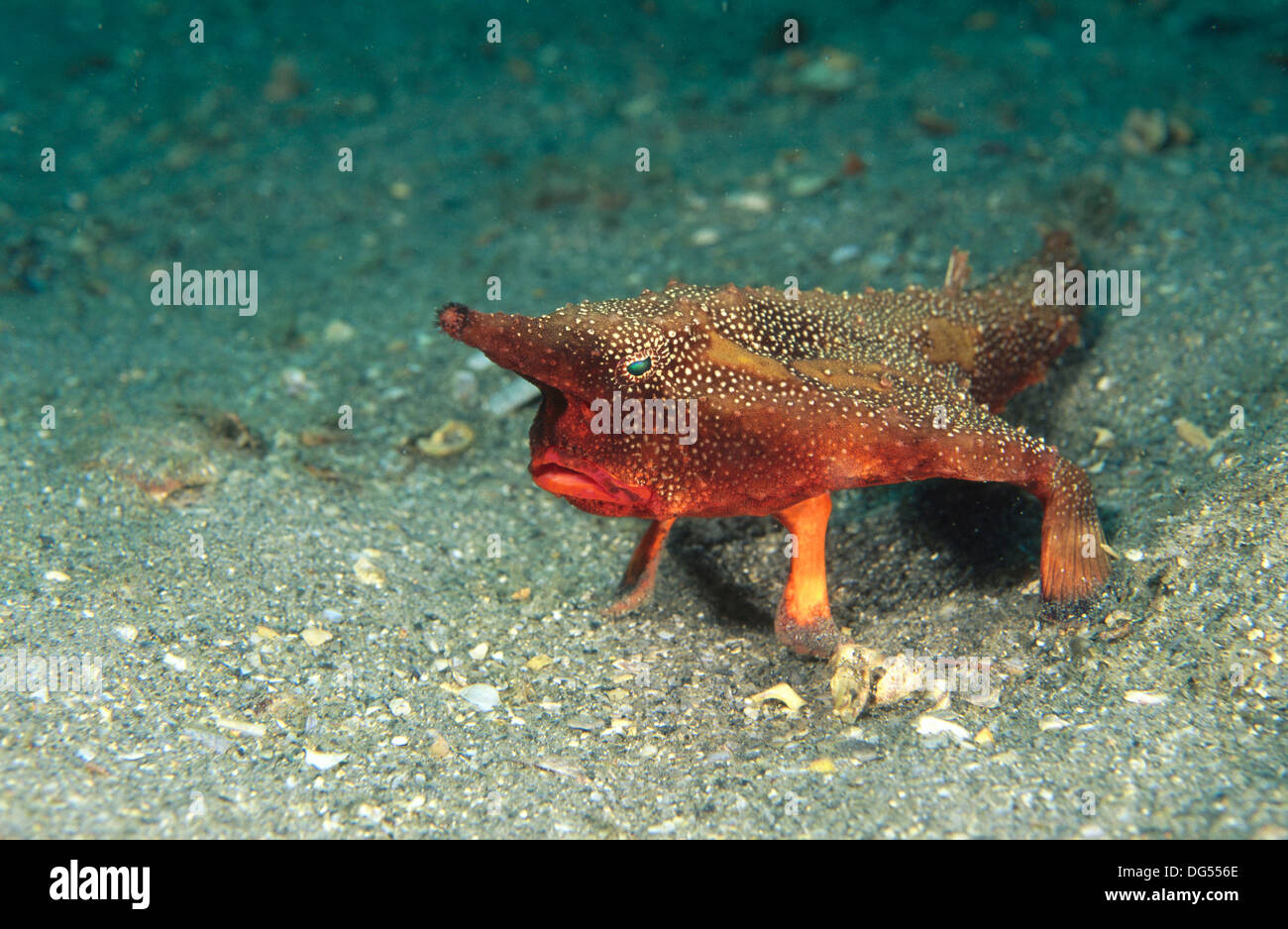 Ogcocephalus hi-res stock photography and images - Alamy