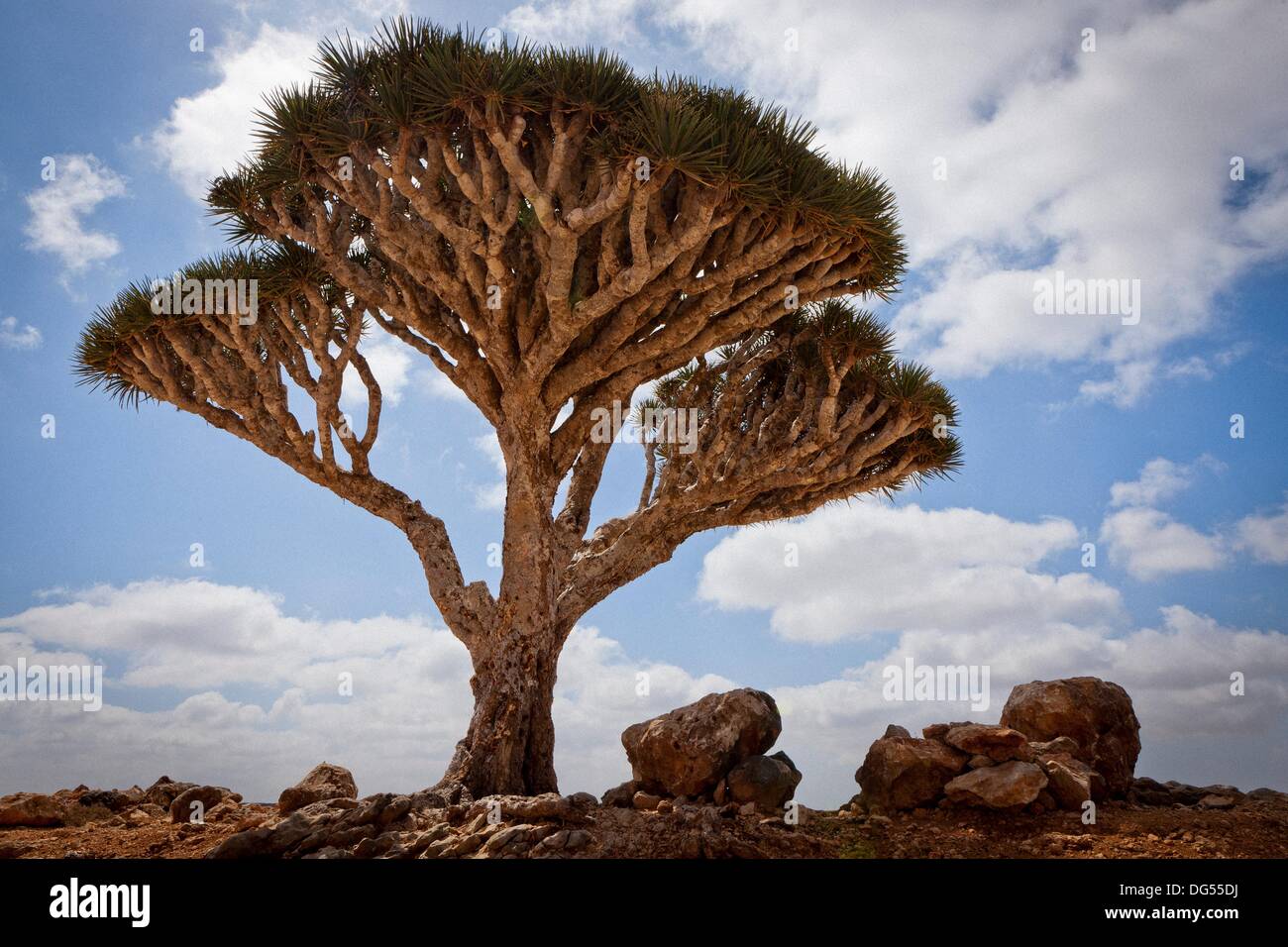 Socotra Dragons Blood Tree High Resolution Stock Photography and Images ...
