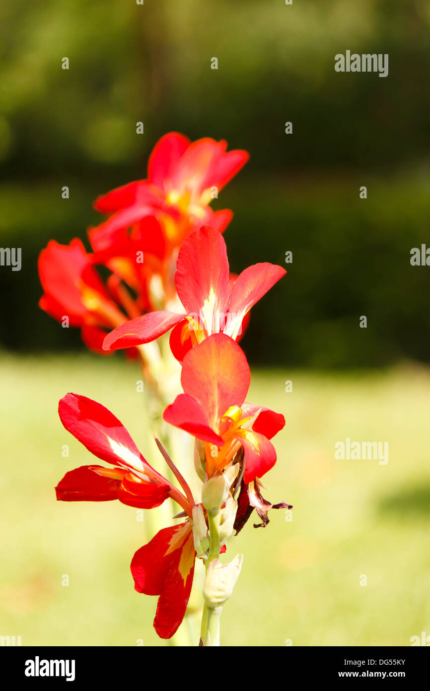 red flower in garden Stock Photo - Alamy