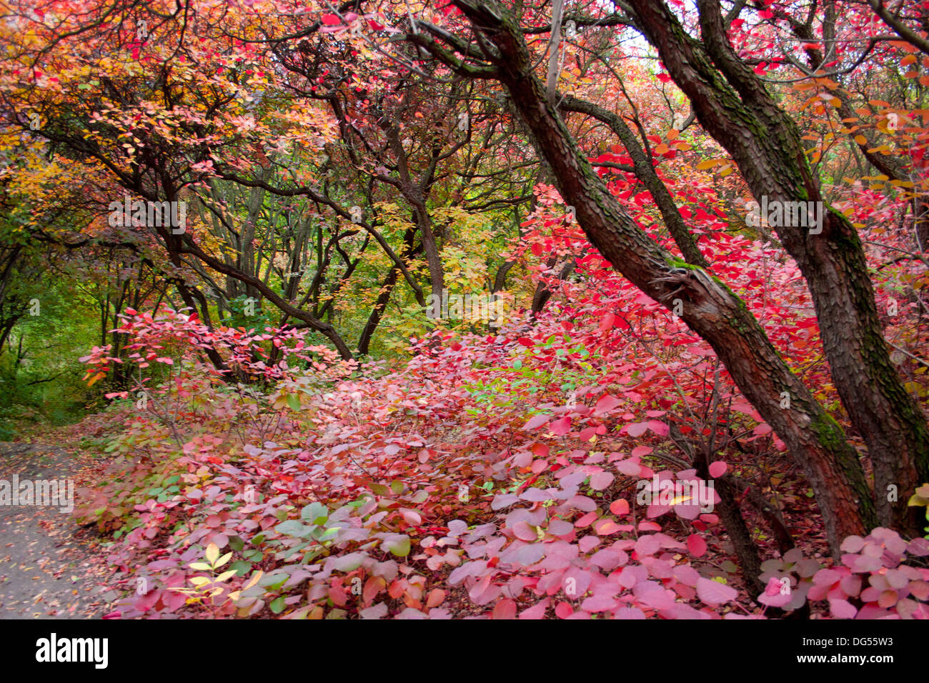 Autumn landscape with beautiful colored trees Stock Photo - Alamy