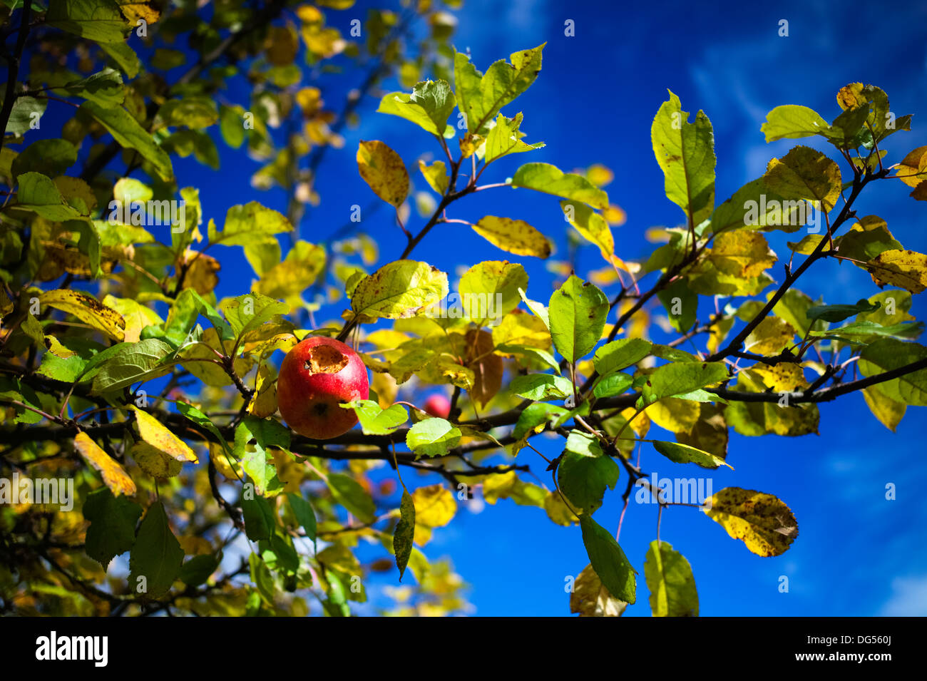 Rotting red apple hi-res stock photography and images - Alamy
