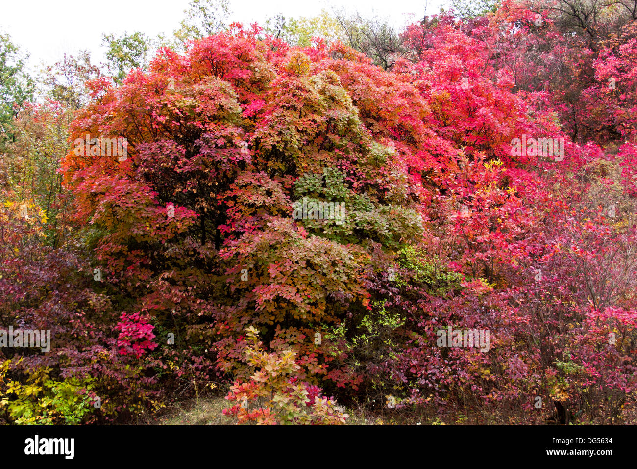 Autumn landscape with beautiful colored trees Stock Photo - Alamy