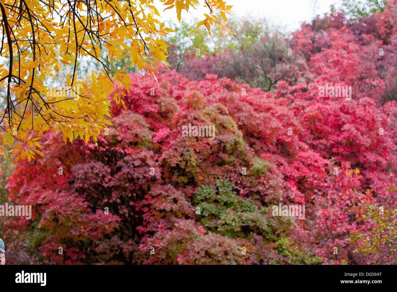 Autumn landscape with beautiful colored trees Stock Photo - Alamy