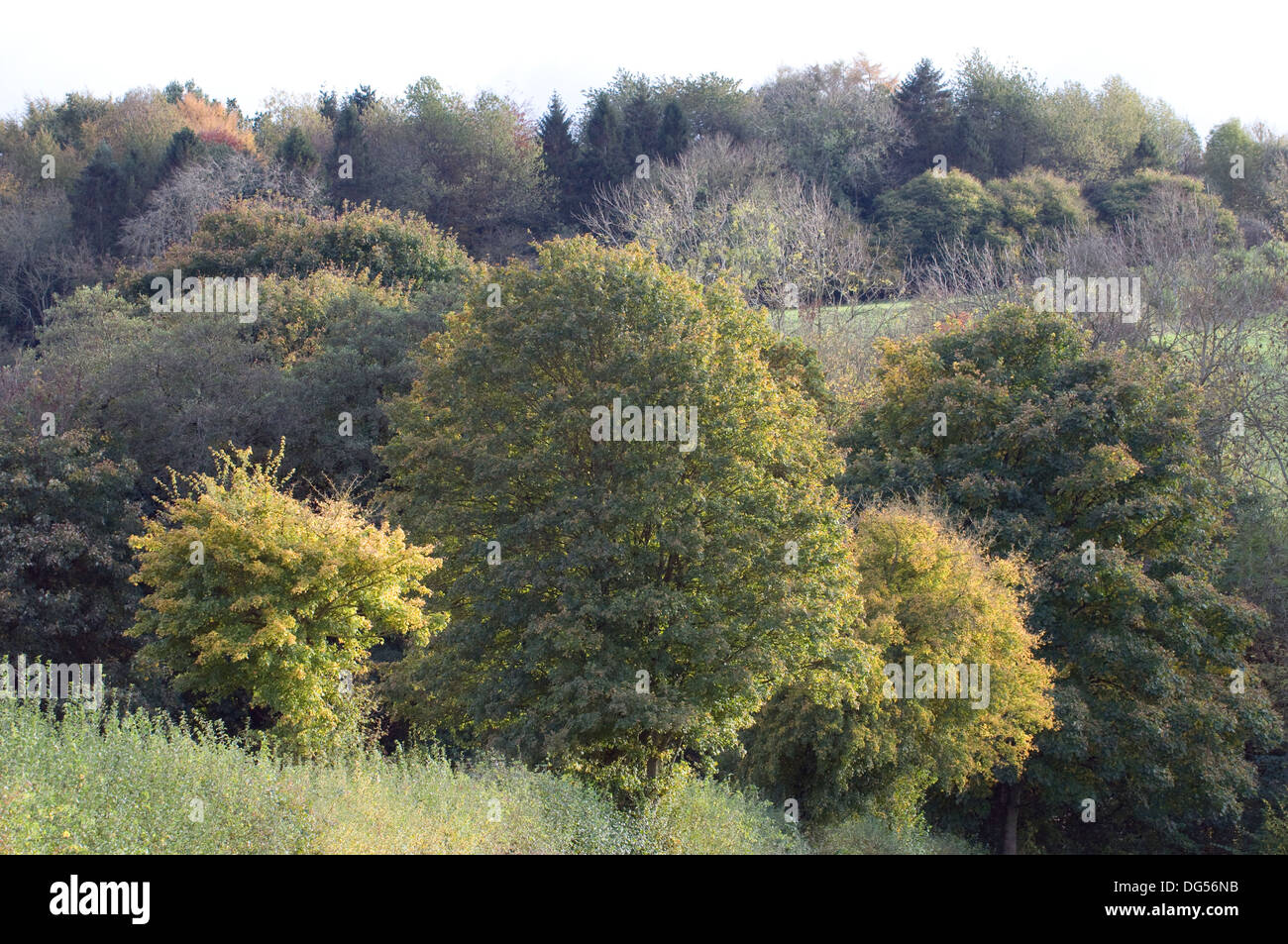 Woodland pasture hi-res stock photography and images - Alamy