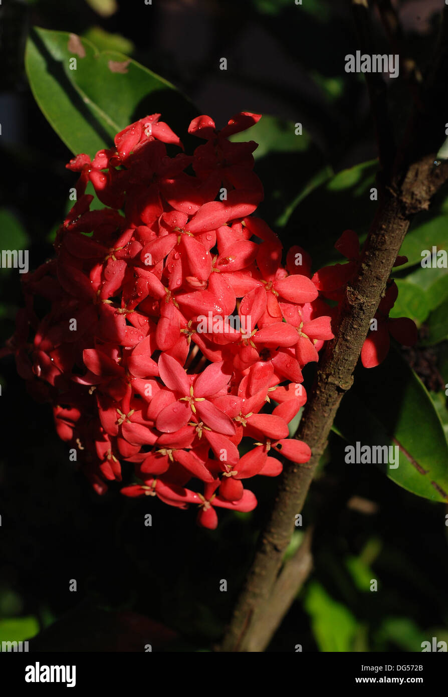 India flower garden hi-res stock photography and images - Alamy