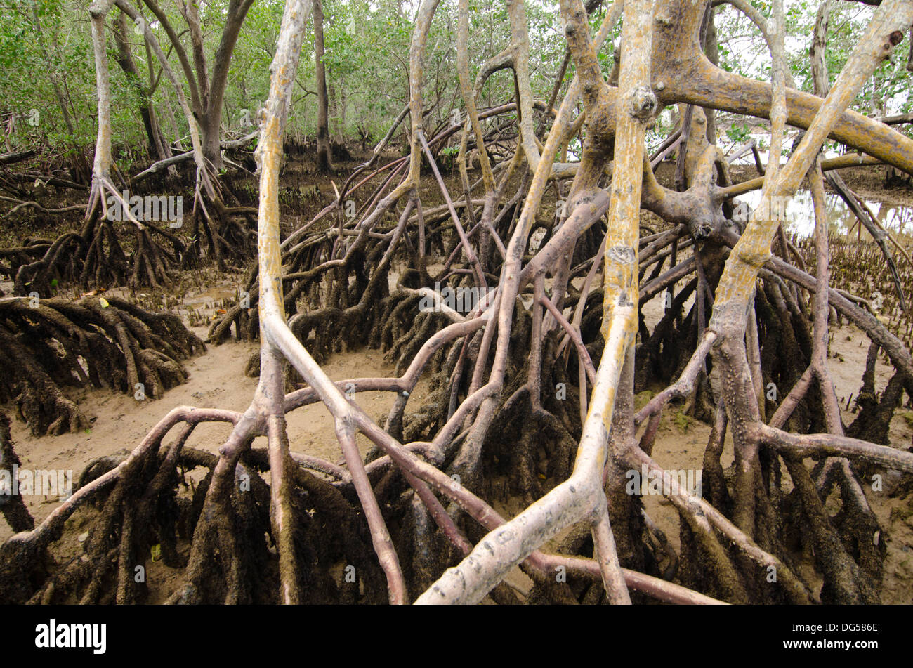 Mangrove roots hi-res stock photography and images - Alamy