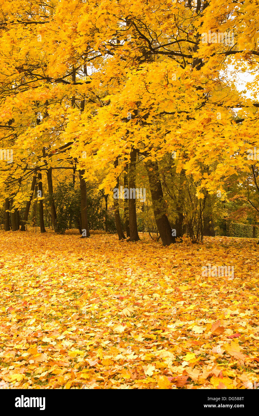 autumn park with yellow maples Stock Photo - Alamy