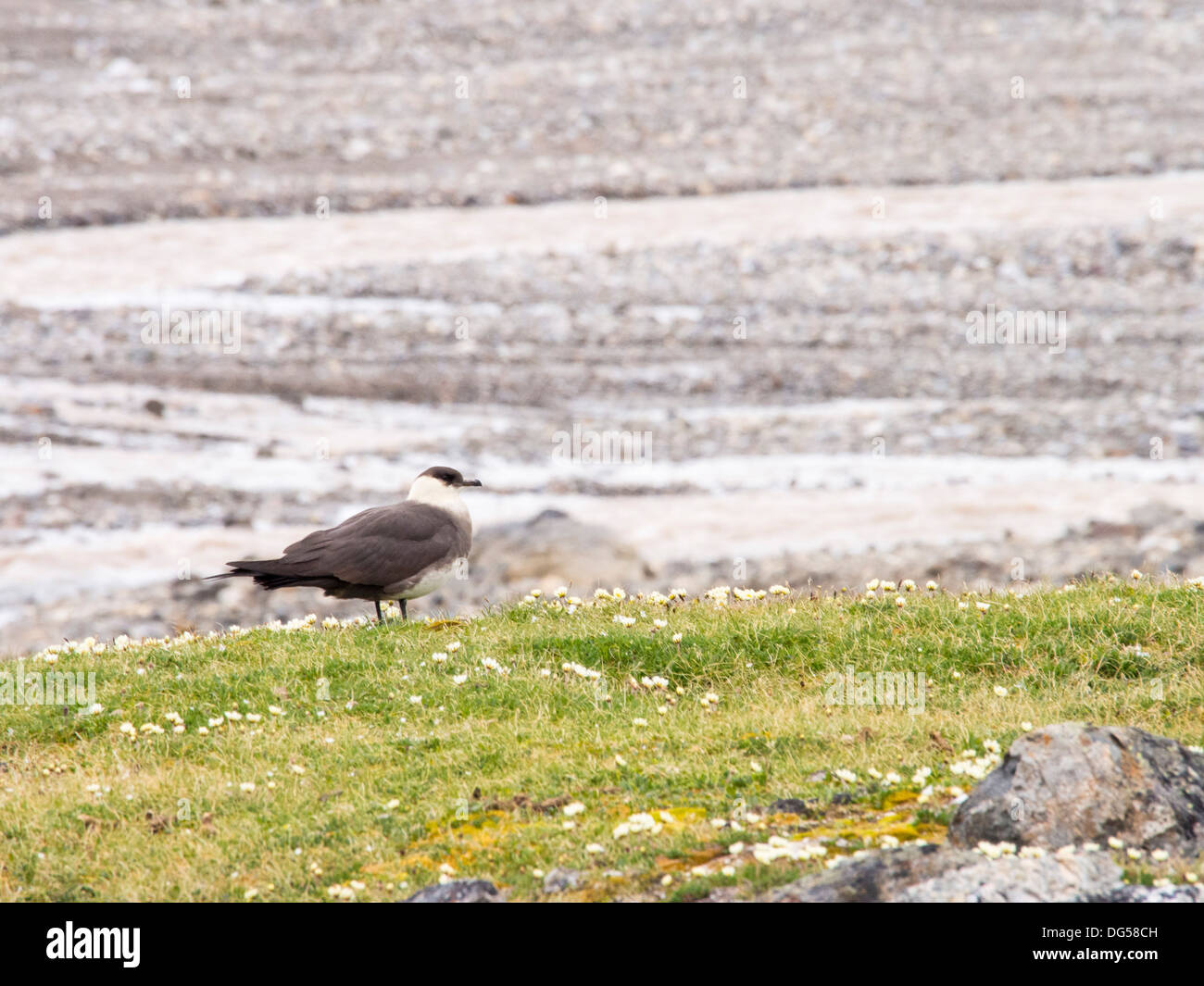 An Arctic skua or parasitic Jaeger (Stercorarius parasiticus) on the ...