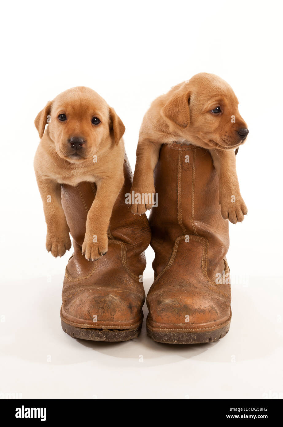 Two Labrador puppies standing in boots Stock Photo - Alamy