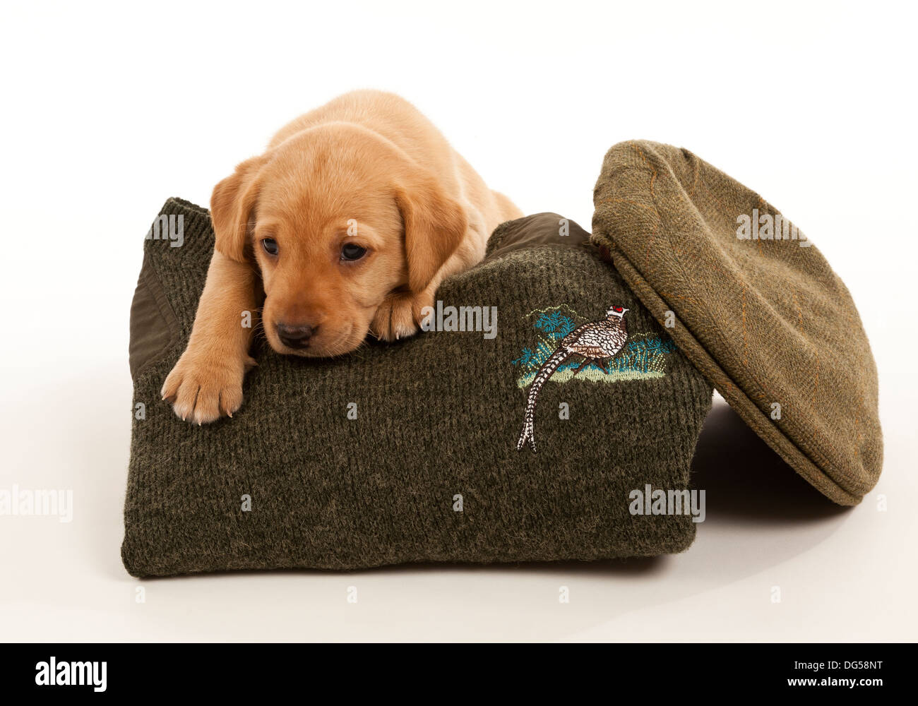 One Labrador puppy Stock Photo - Alamy
