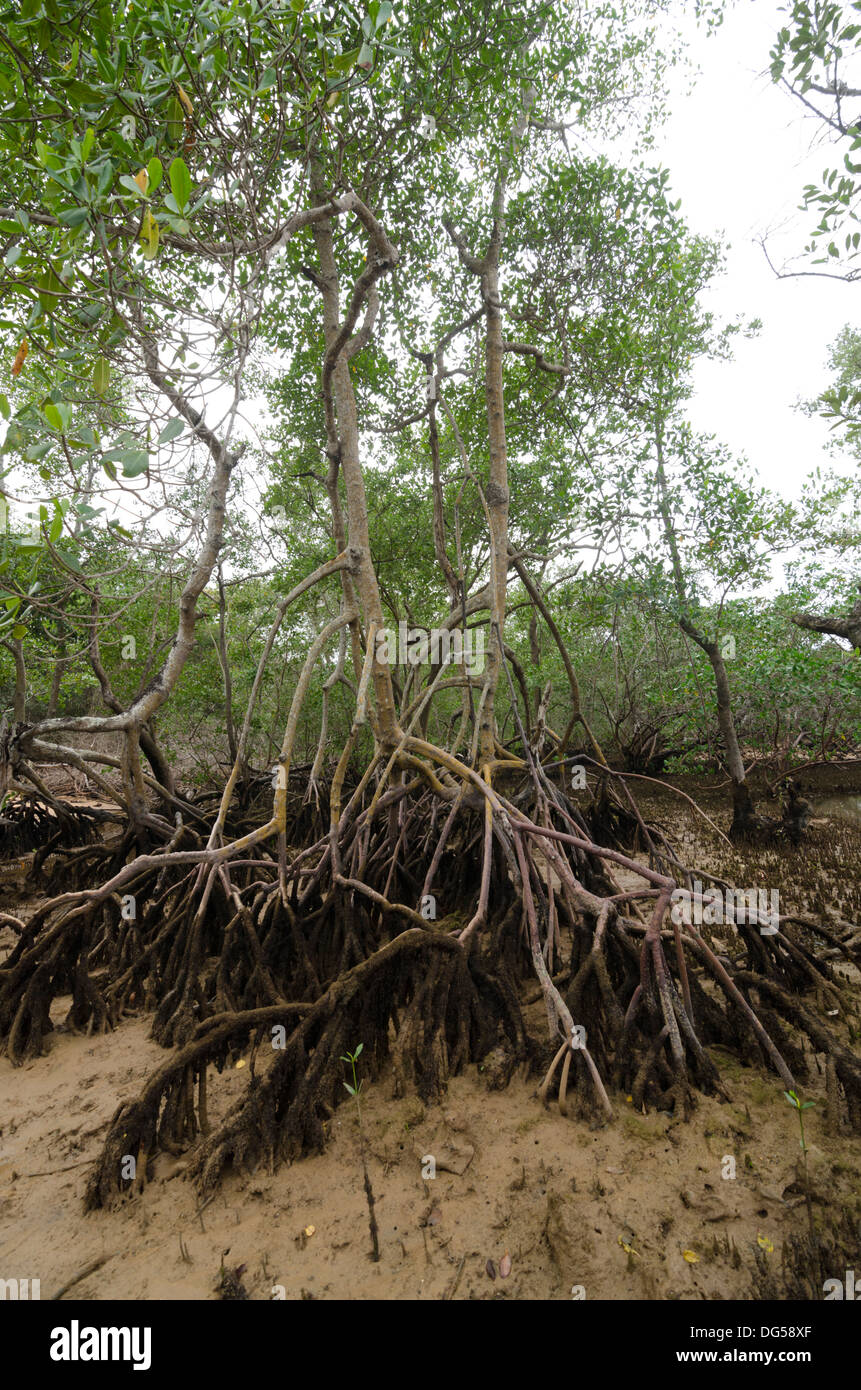 mangrove roots plants trees close to Aracruz, Espirito Santo state ...