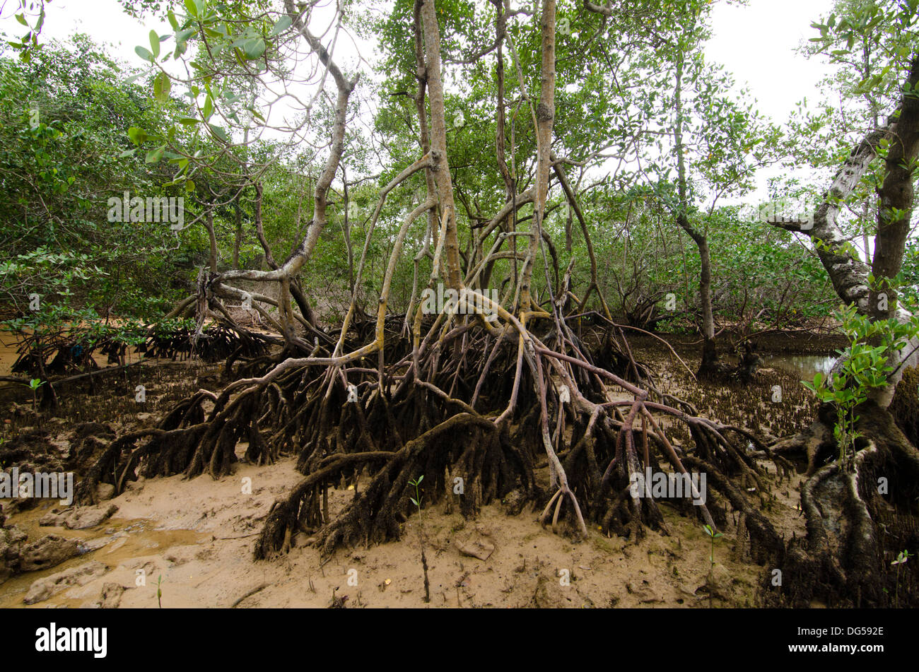 mangrove roots plants trees close to Aracruz, Espirito Santo state ...
